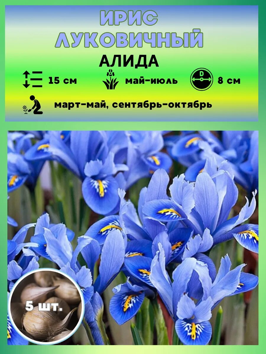 Ирис луковичный, луковицы 5 штук