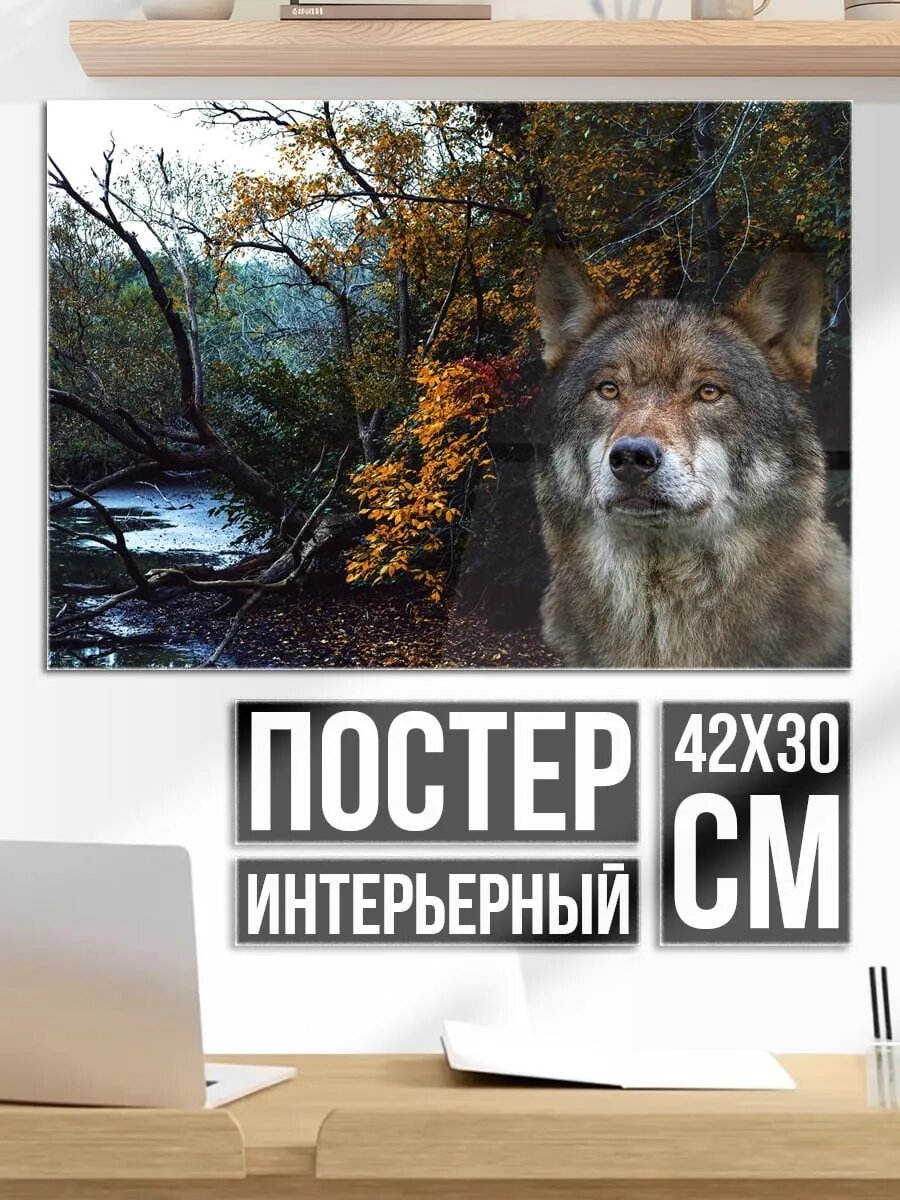 Плакат постер Волк в лесу