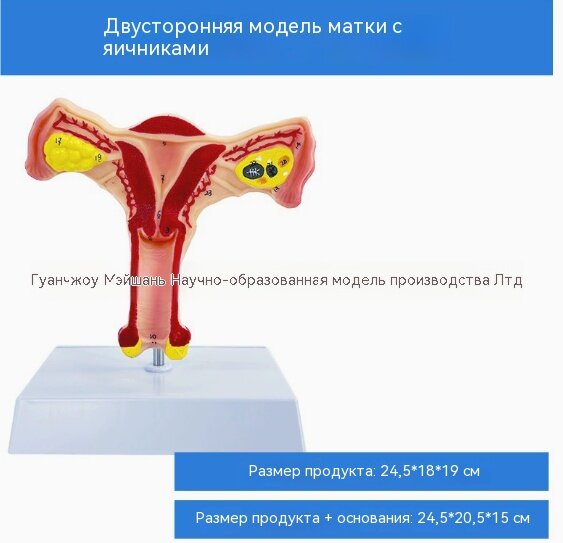 Модель матки и яичников женщины-человека, двусторонняя модель яичников и матки