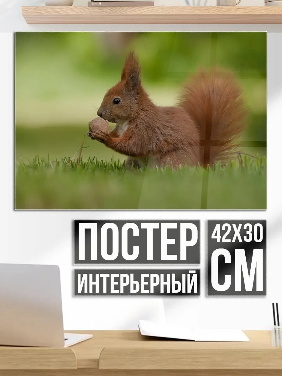 Плакат постер белка с орехом