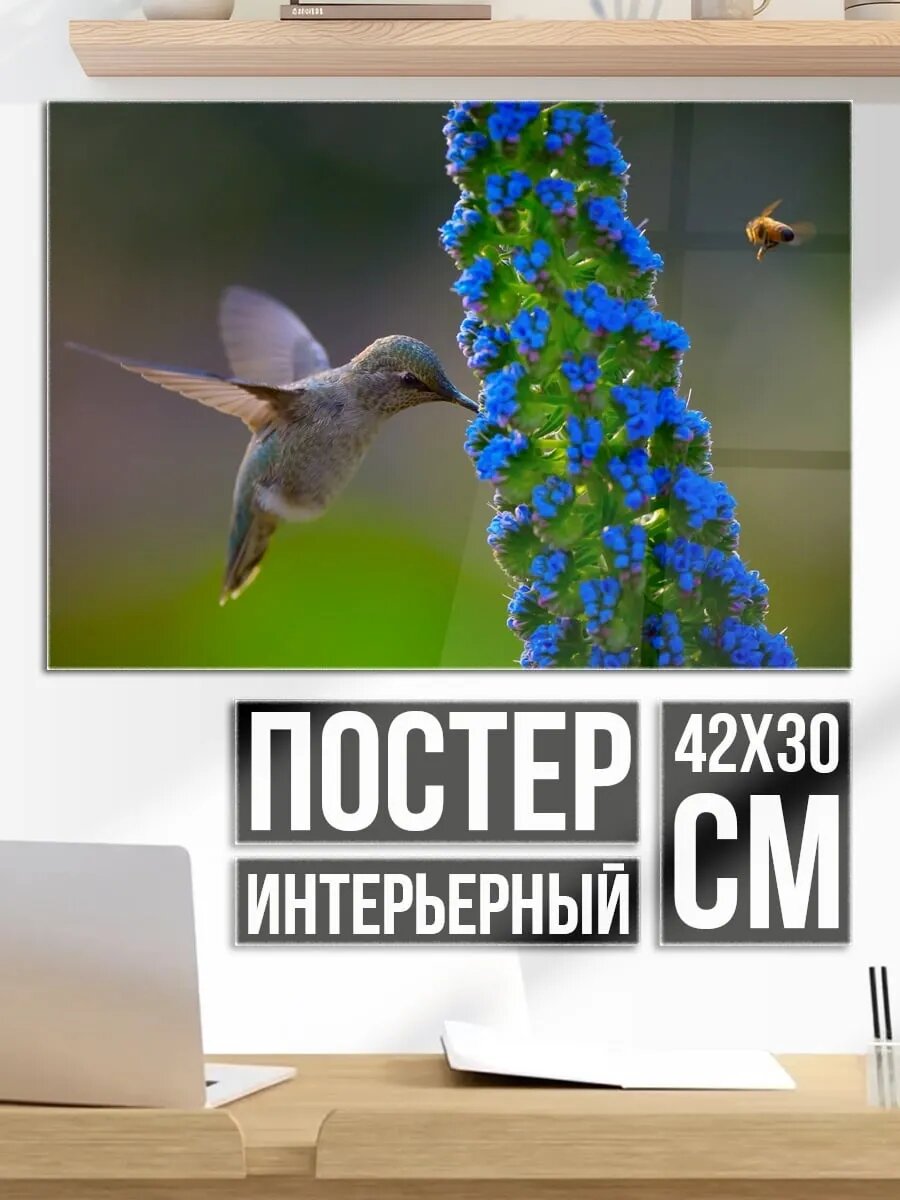 Плакат постер Колибри и пчела