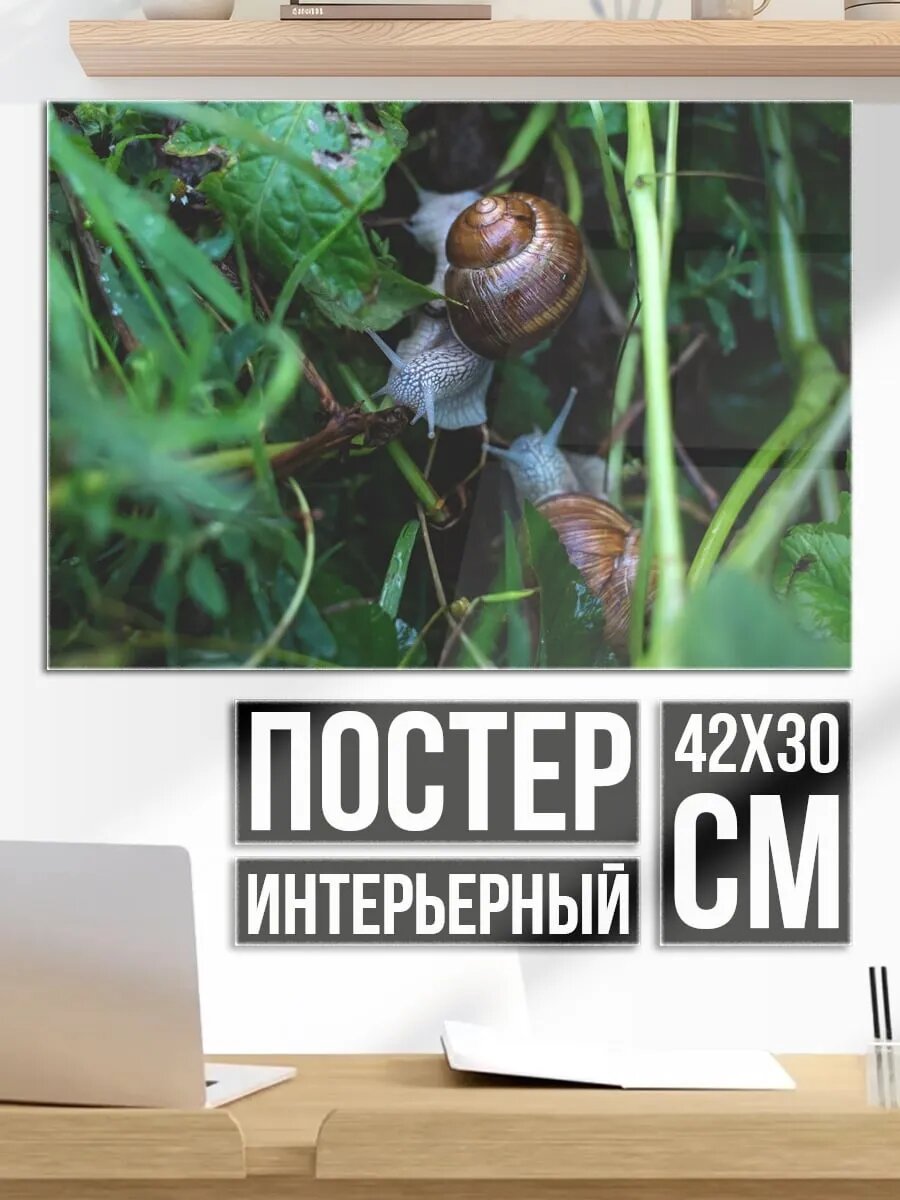 Плакат постер Улитки в траве