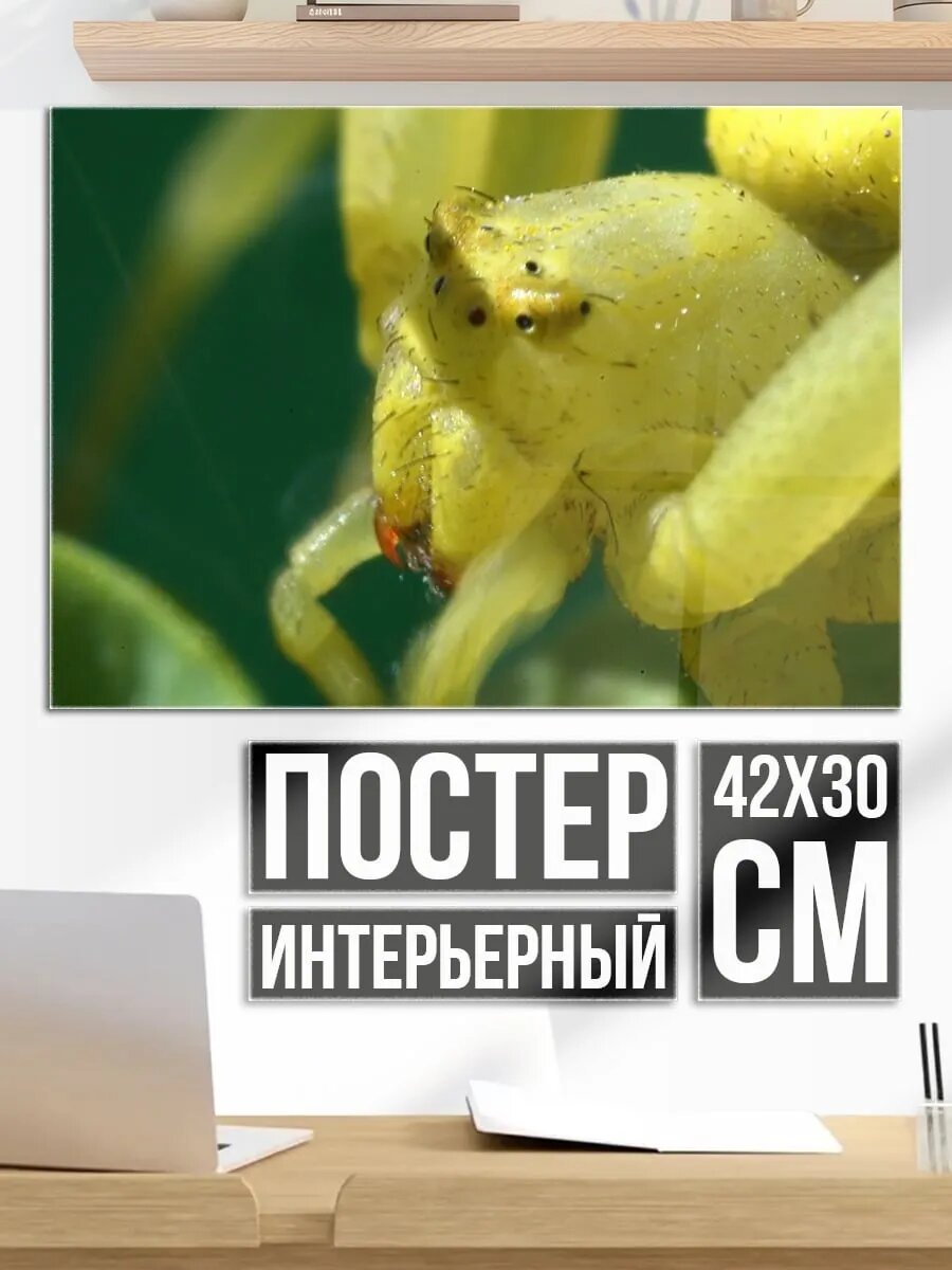 Плакат постер Желтый паук
