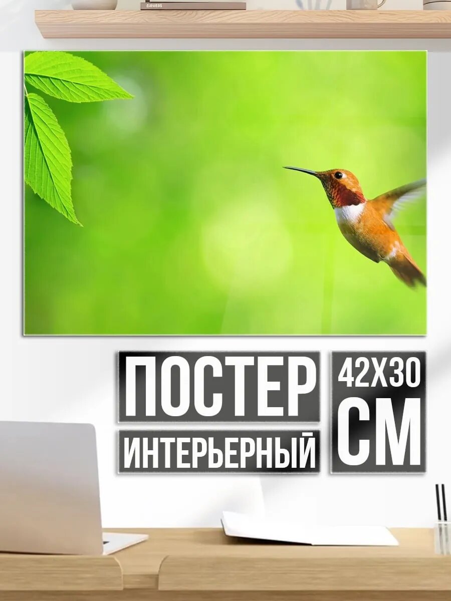 Плакат постер Колибри в полете