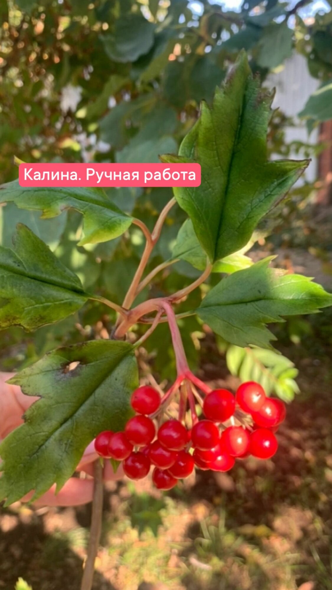 Real Flower Калина красная - цветы ручной работы - искусственные цветы