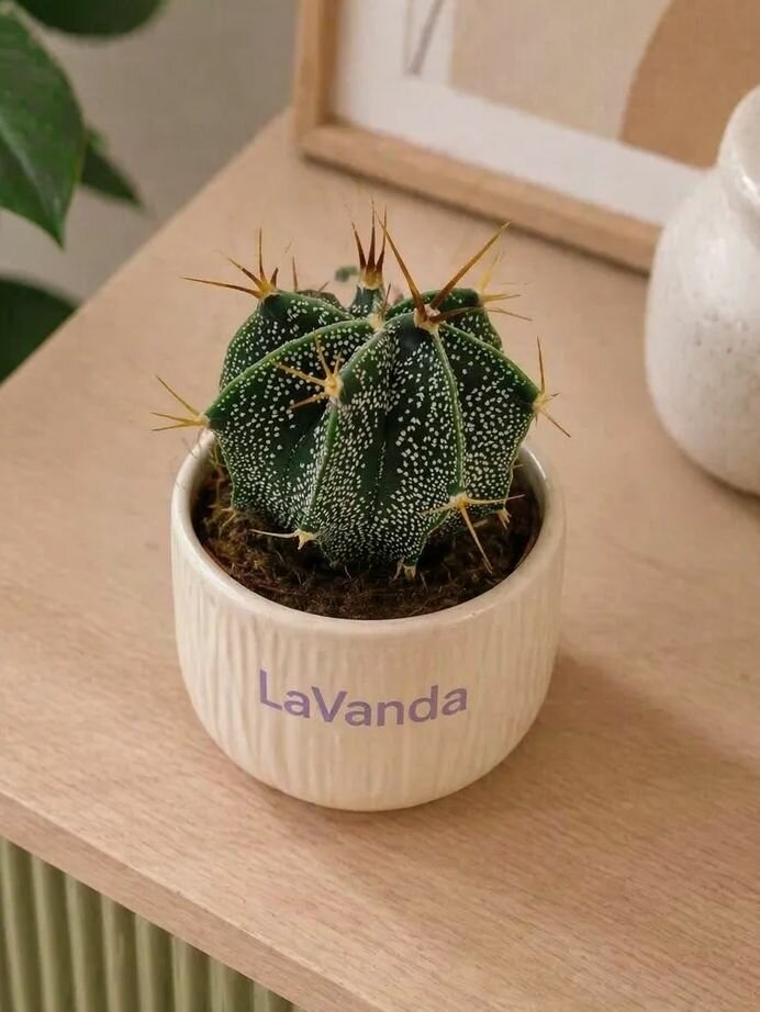Астрофитум Украшенный / Astrophytum Ornatum кактус живой в горшке, коллекционный редкий суккулент, Звёздный кактус