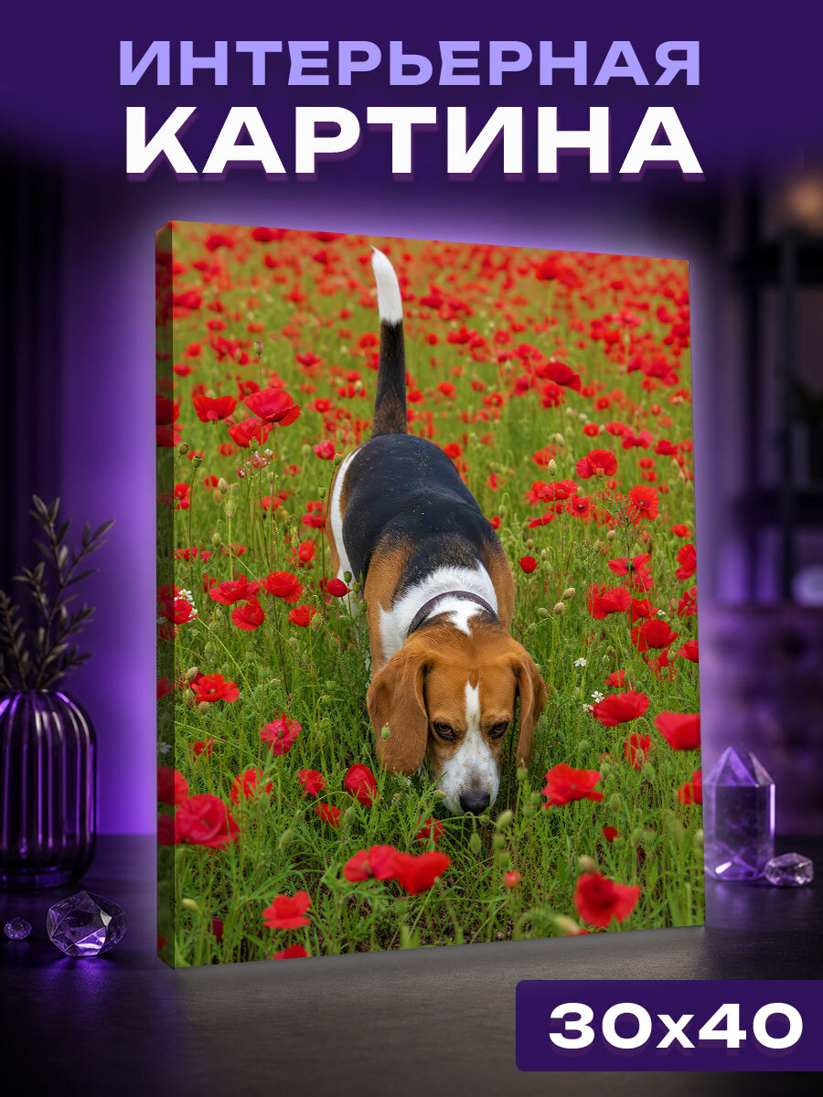 Интерьерная картина Бигль среди алых маков
