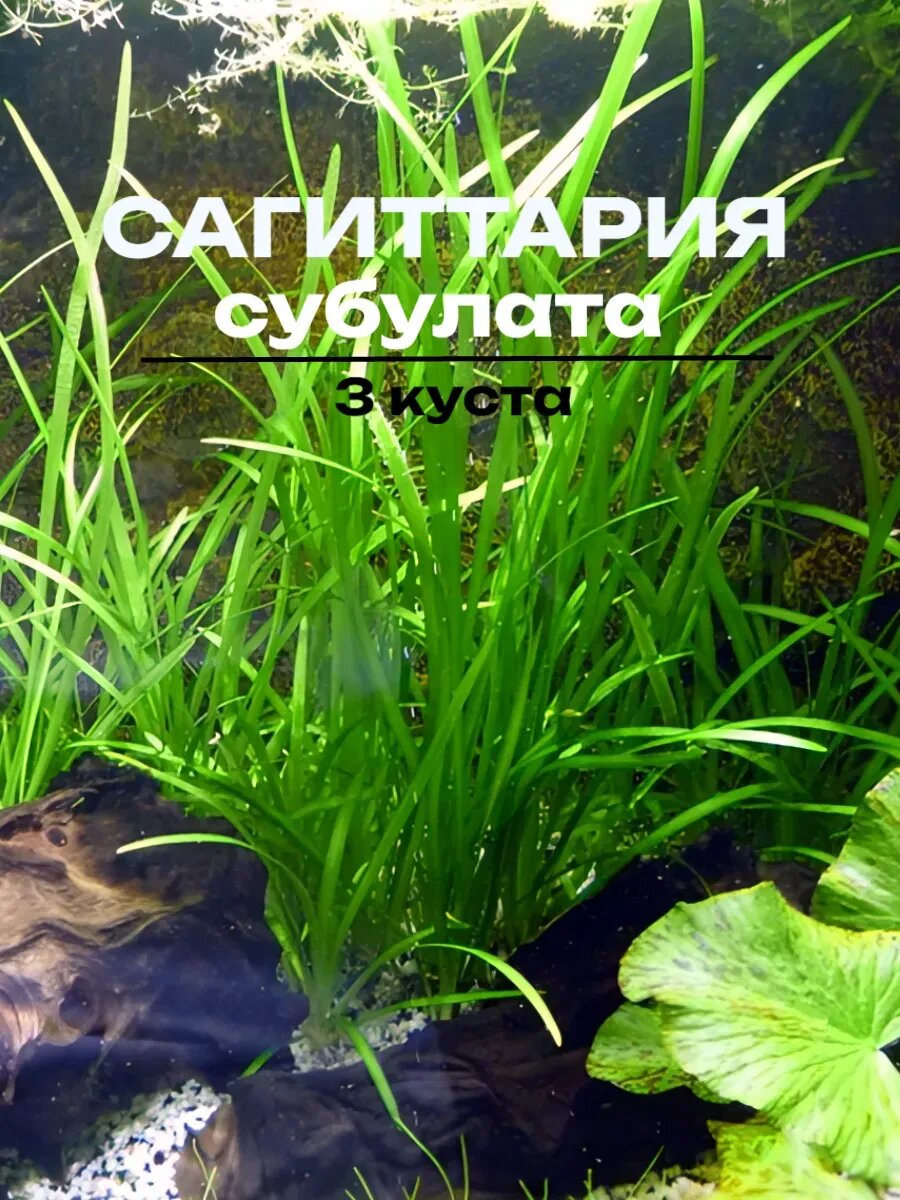 Сагиттария Субулата (Sagittaria subulata) - 3 куста. Живое аквариумное растение