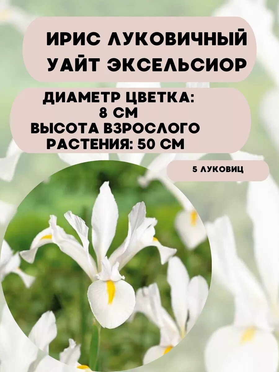 Ирис луковичный/Ирис цветок