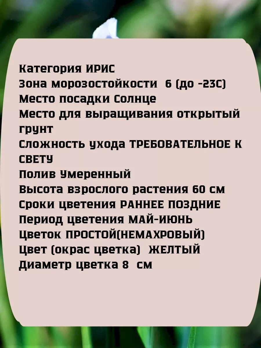 Ирис луковичный/Ирис цветок — фото 1