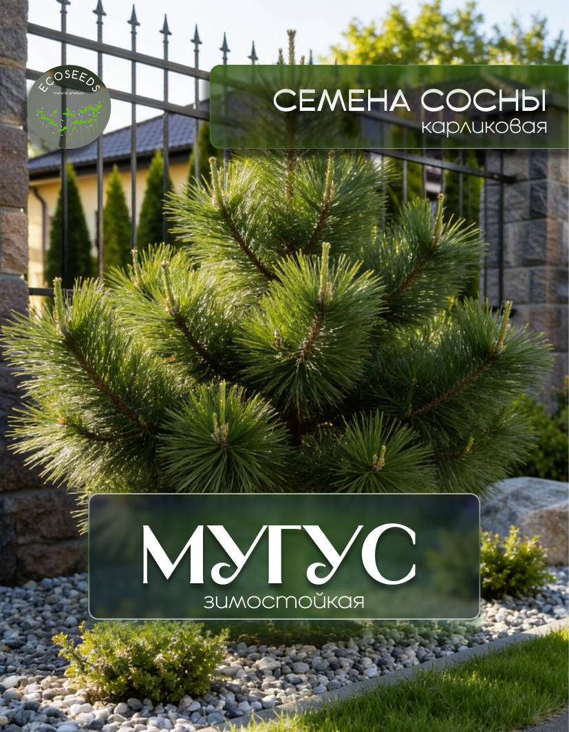 Семена сосны Мугус зимостойкие, 20 штук