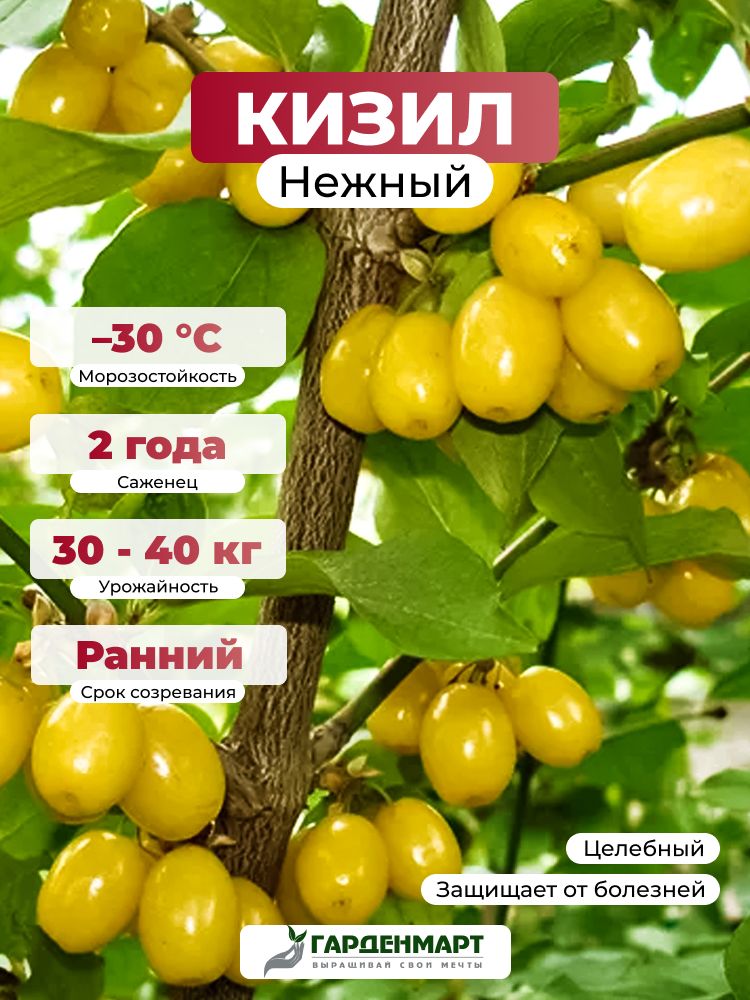 Саженец Кизил целебный Нежный