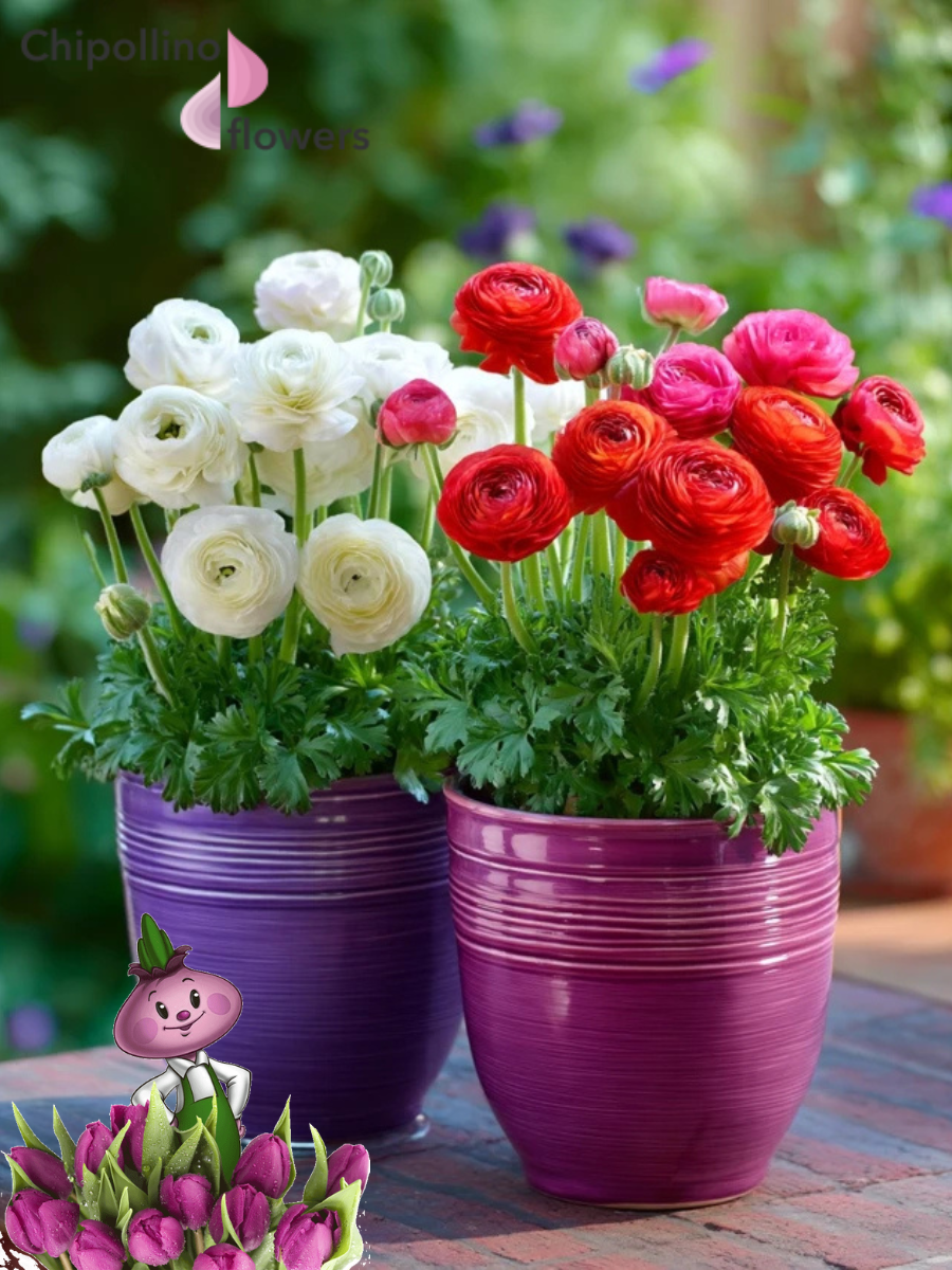 Луковицы цветов, chipollino flowers, TWIN, ранункулюс WHITE 5 ШТ / ранункулюс RED 5 ШТ (10 луковиц)