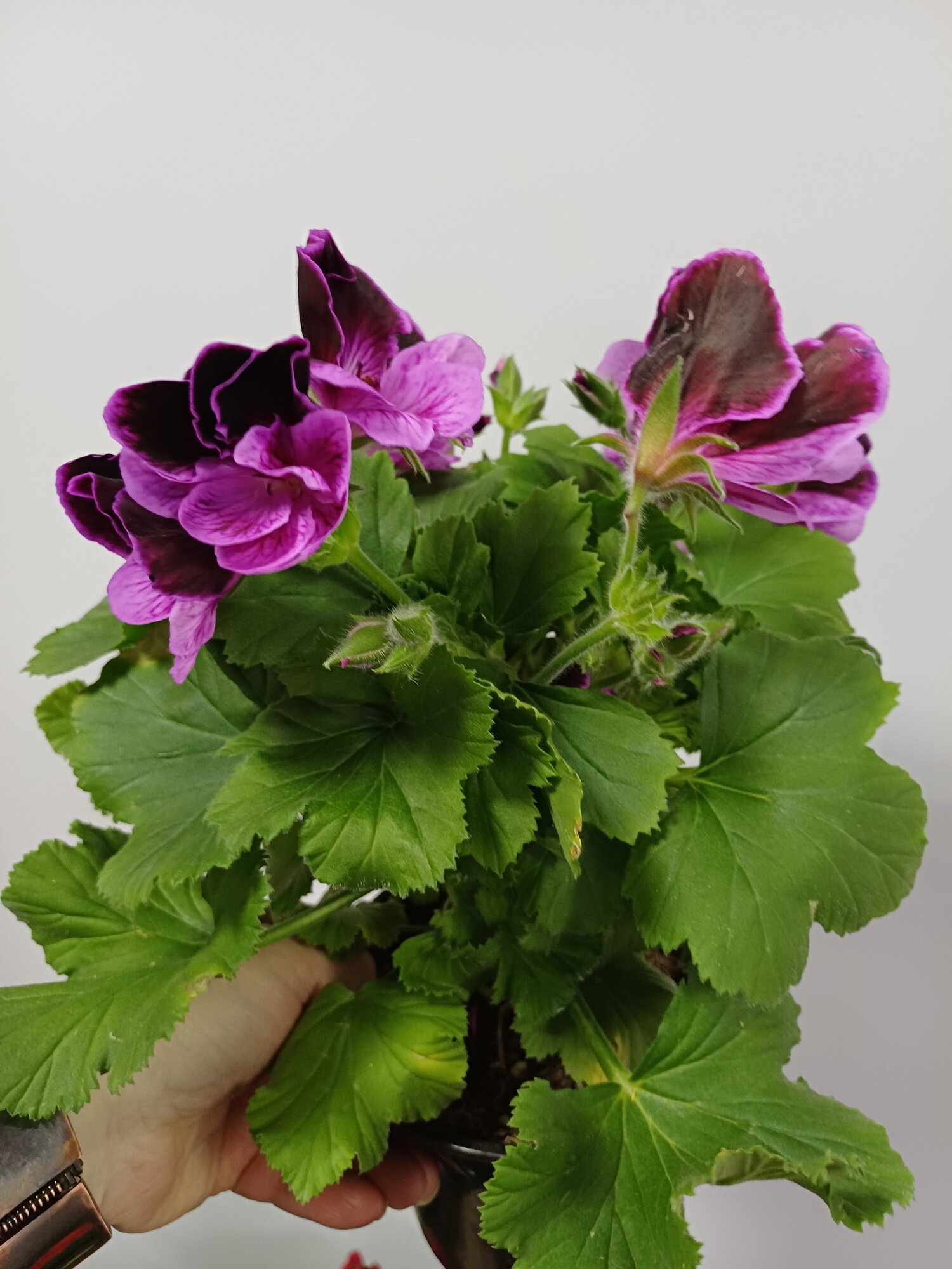 Герань королевская