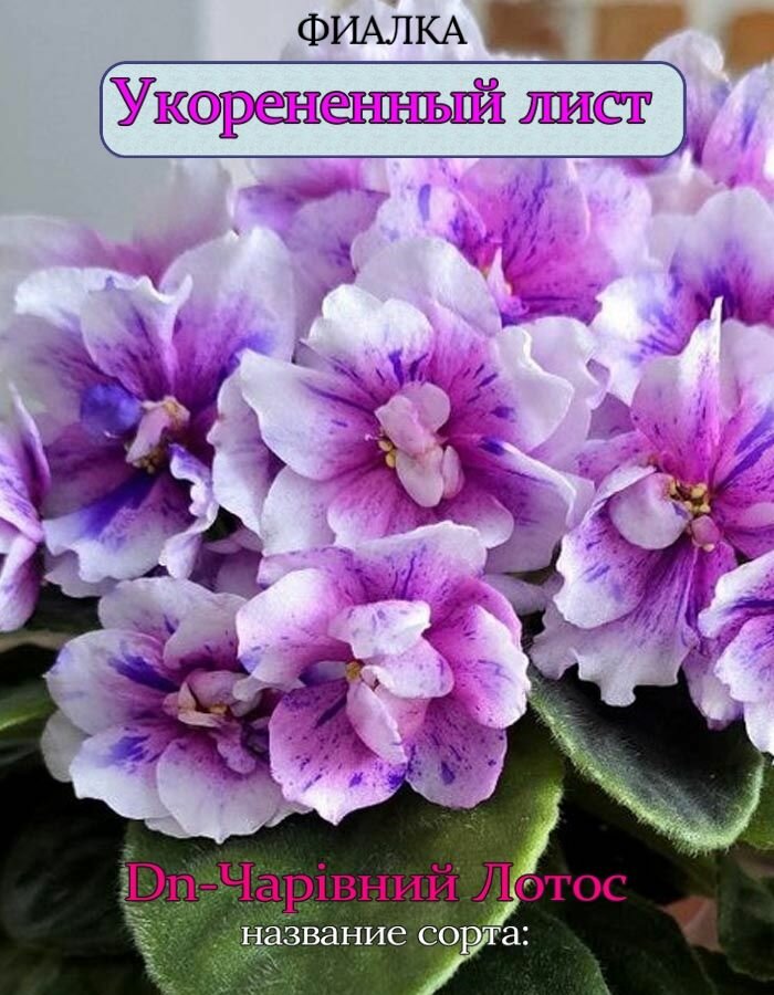 Фиалка живая комнатная сорт Dn-Чарвний Лотос (укорененный лист)