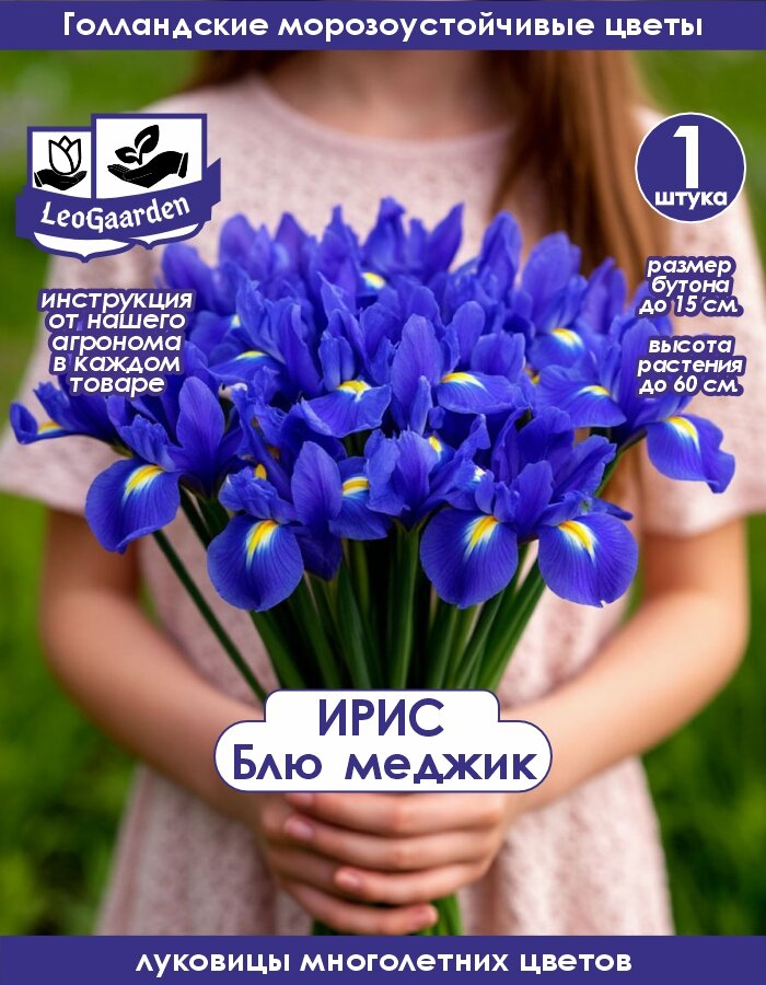 Ирис луковицы 1 шт, Блю Меджик