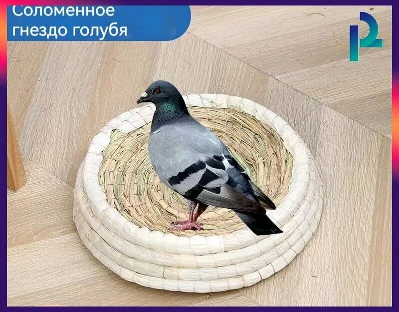 Голубиное гнездо
