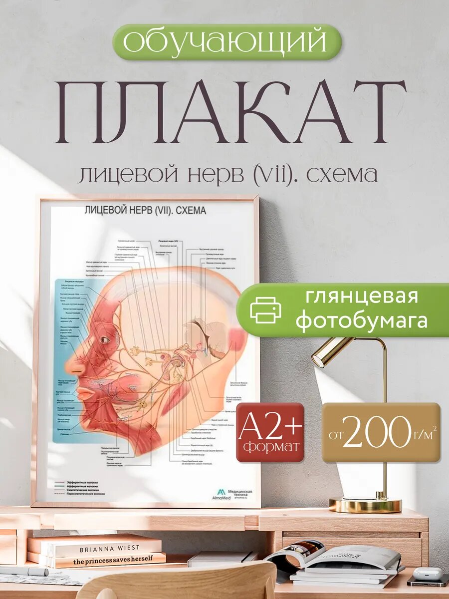 Лицевой нерв (VII) Схема плакат, глянцевая фотобумага от 200 г/кв. м, размер A2+