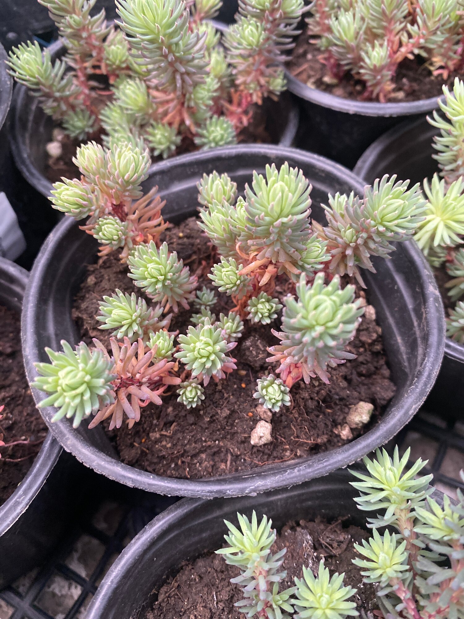 Седум Fostera Elegans