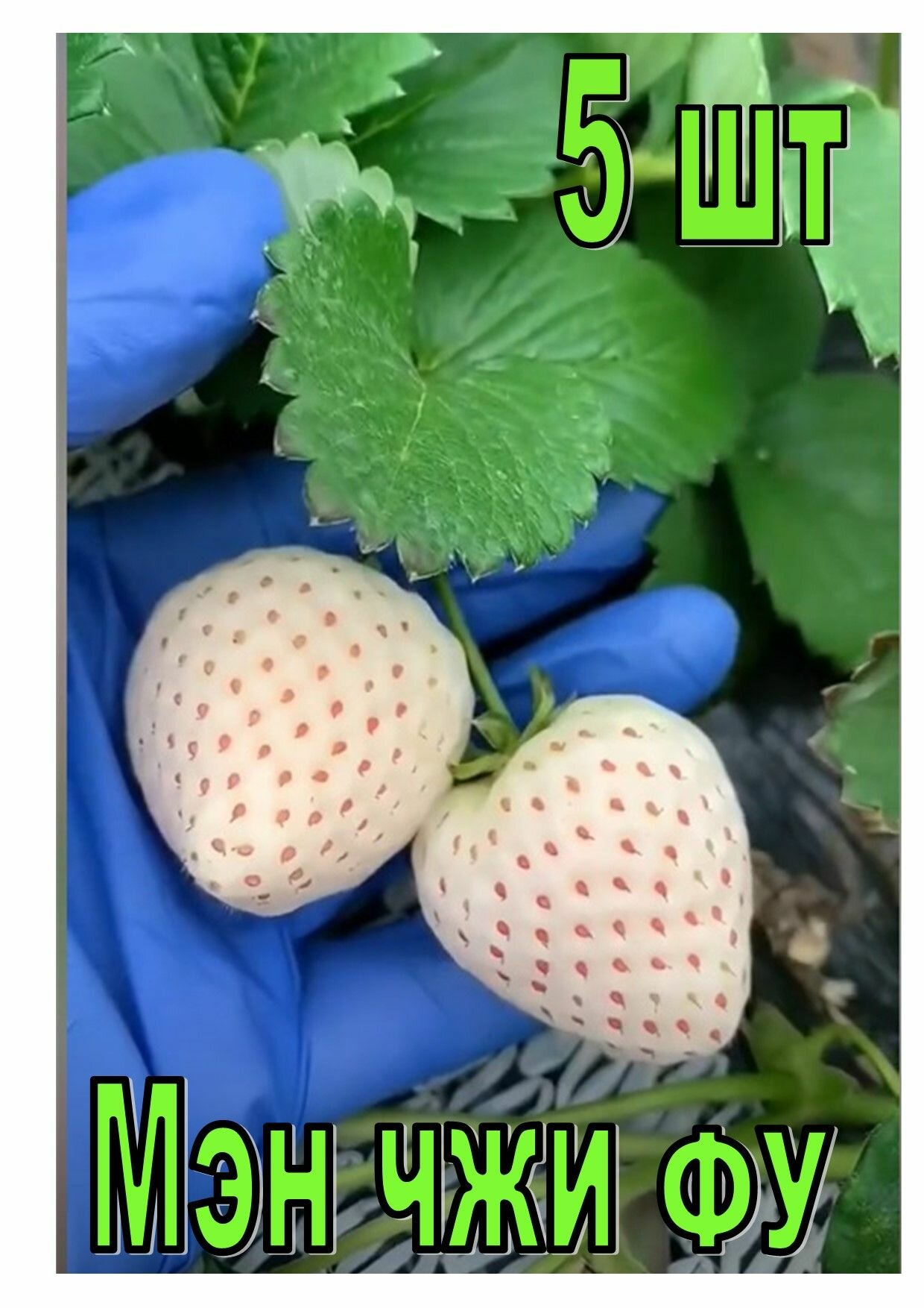 Белая клубника Рассада Мэн чжи фу 5шт