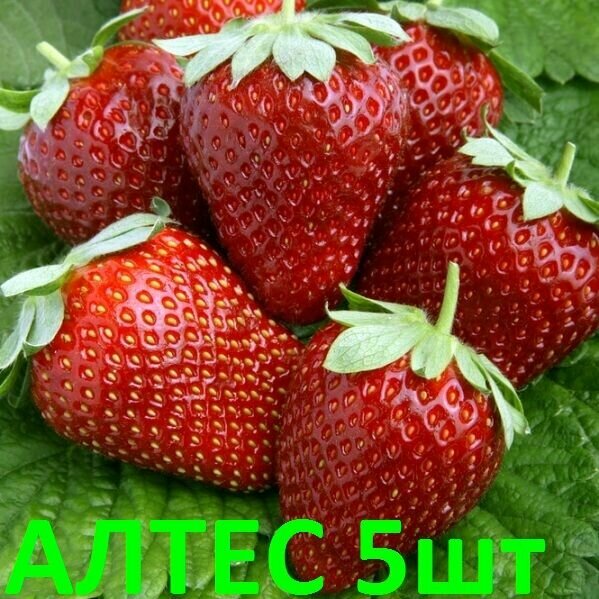 Рассада. Клубника Алтес.