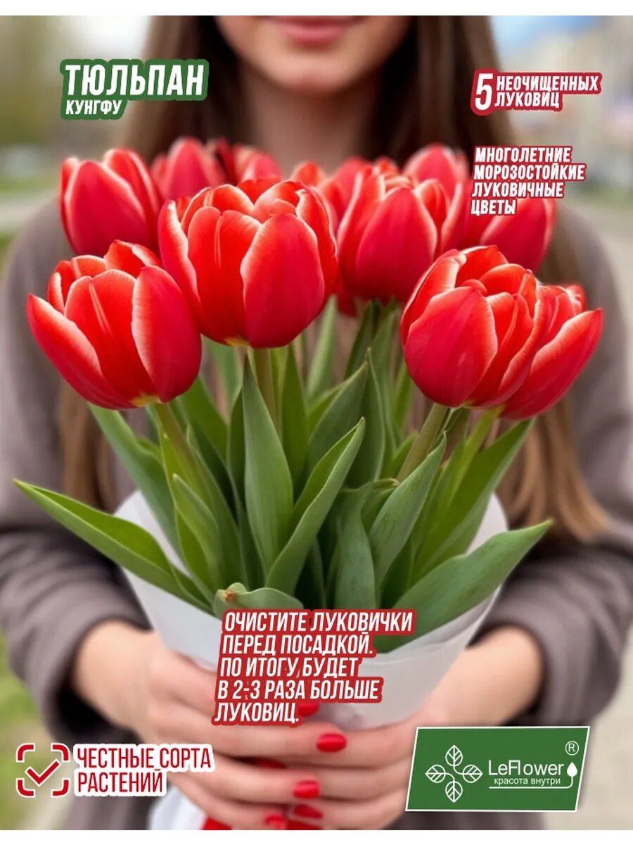 Тюльпан Луковица, Кунг Фу 5+ шт