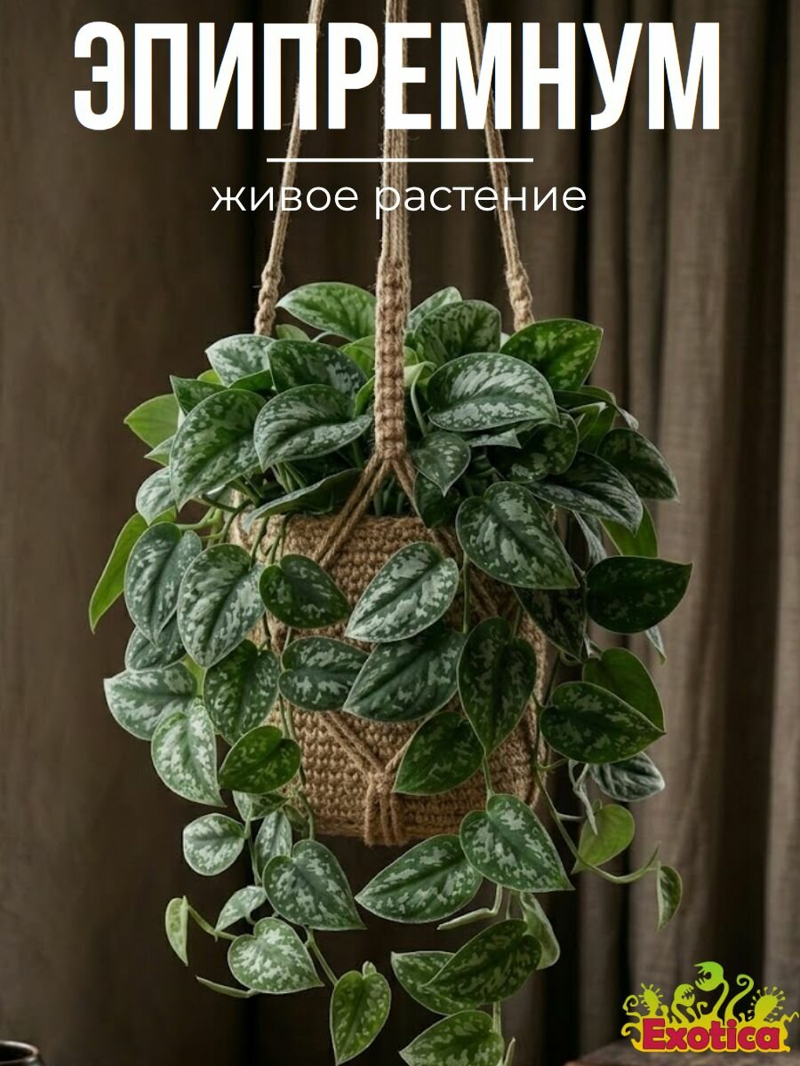 Сциндапсус Пиктус Аргирийский (Scindapsus Pictus Argyraeus) D12см, комнатный цветок