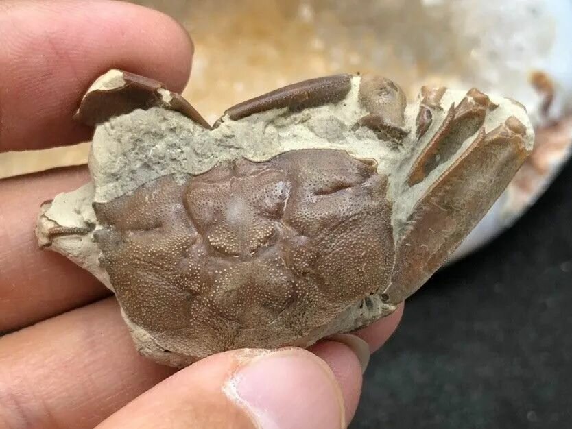 Окаменелость доисторического краба юрского периода, образец на матричной породе
