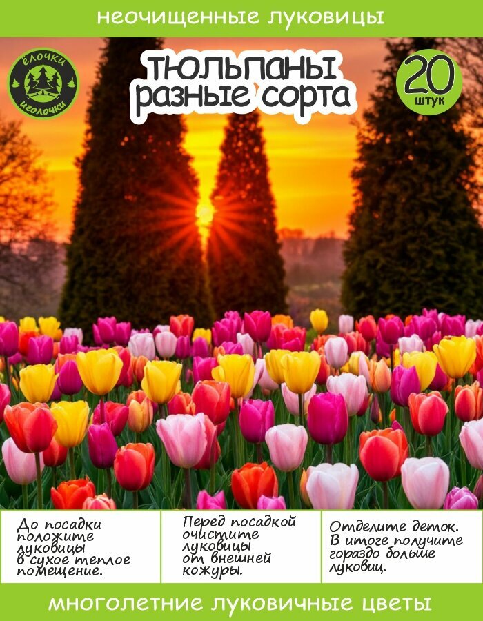 Тюльпан Луковицы крупные, Микс сортов, 20шт