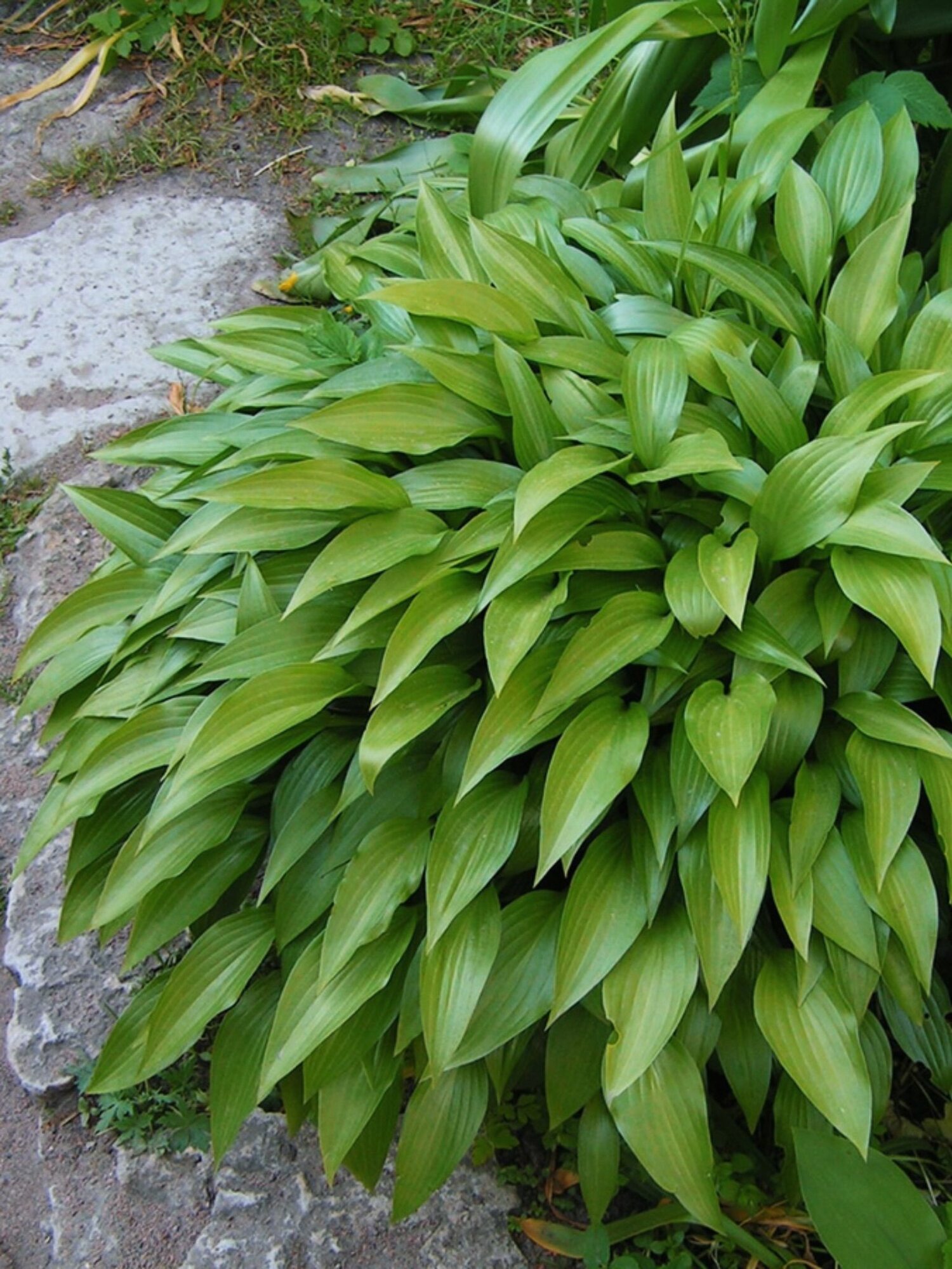 Хоста ланцетолистная HOSTA LANCIFOLIA 1л саженец