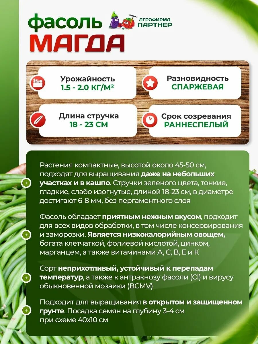 Семена фасоли Магда — фото 1