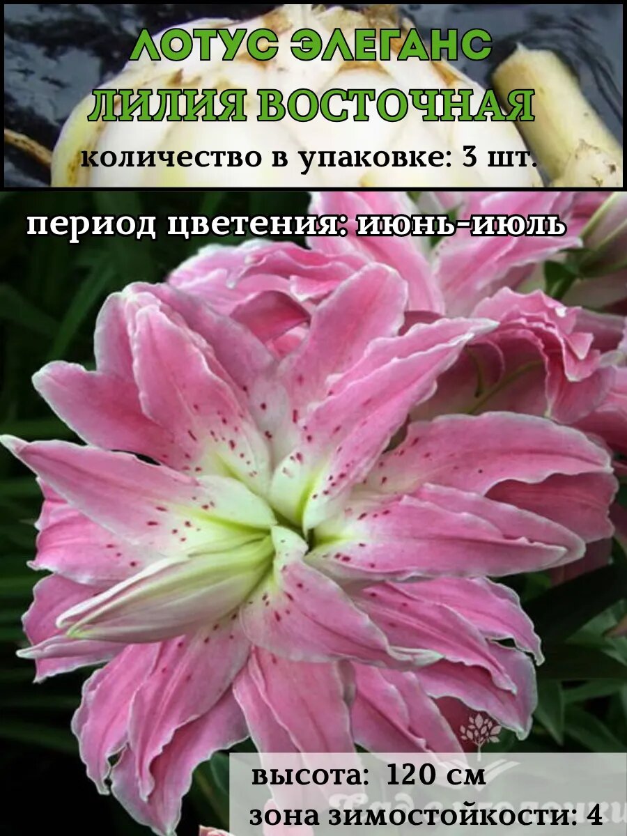 Лилия восточная, луковицы 3 штуки