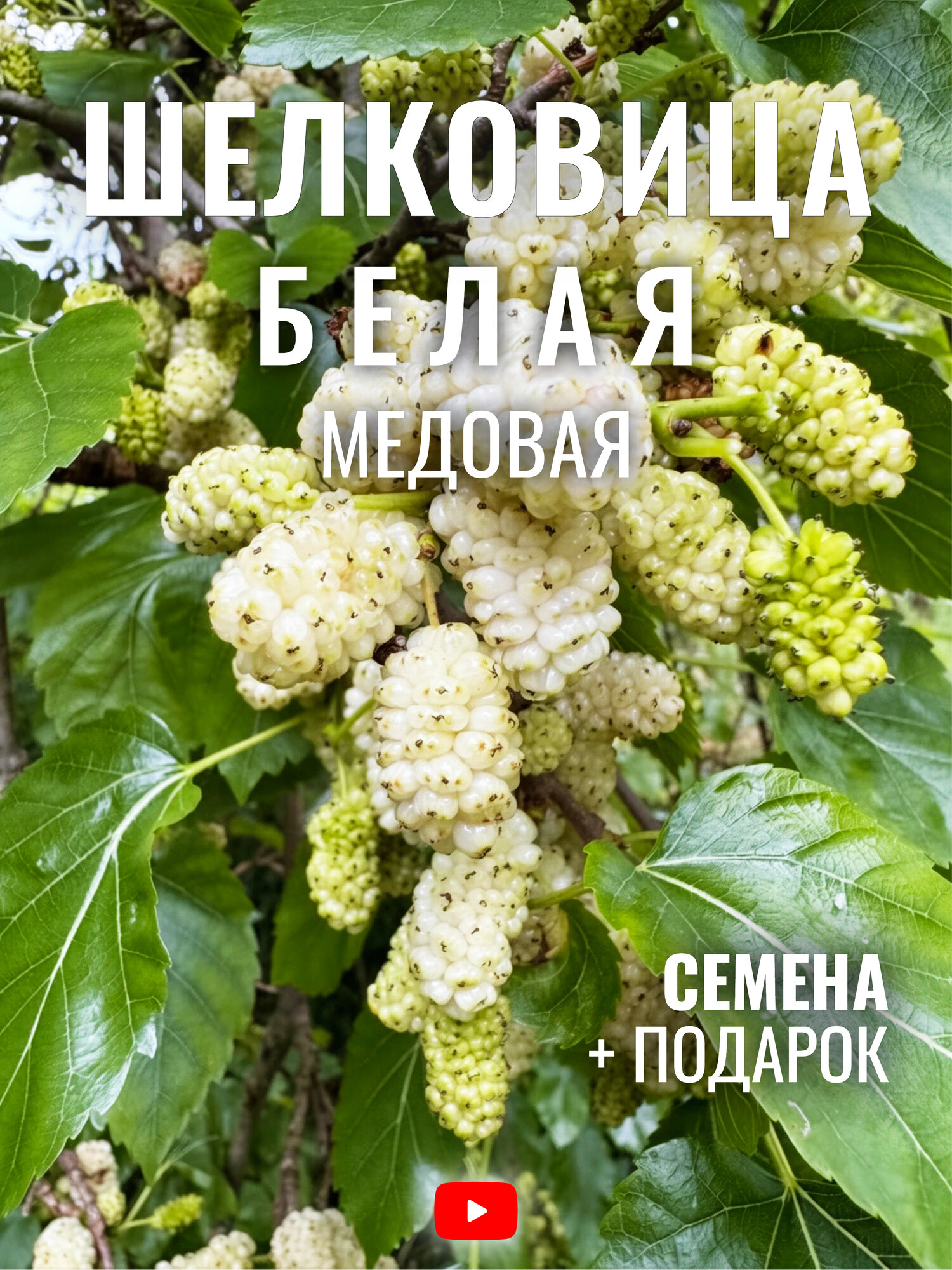 Шелковица белая Медовая, Семена, 20 шт, семена ягод, семена декоративных растений