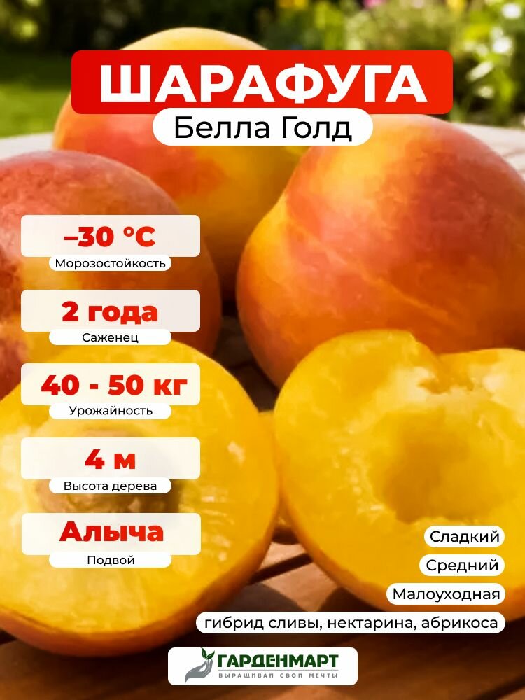 Саженец морозостойкий Шарафуга (гибрид сливы, нектарина, абрикоса) Белла Голд