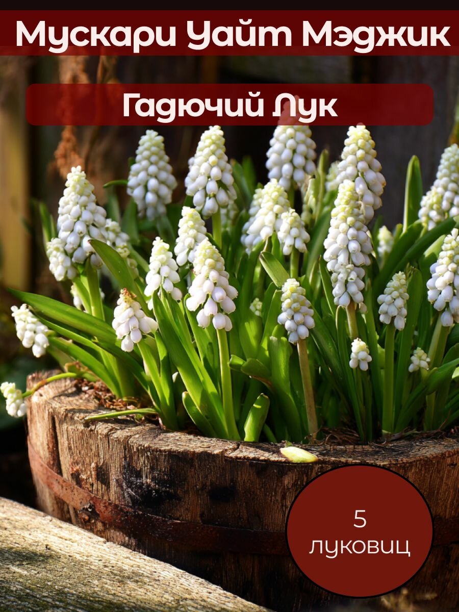 Мускари Уайт Мэджик (Гадючий Лук) луковицы 5 шт