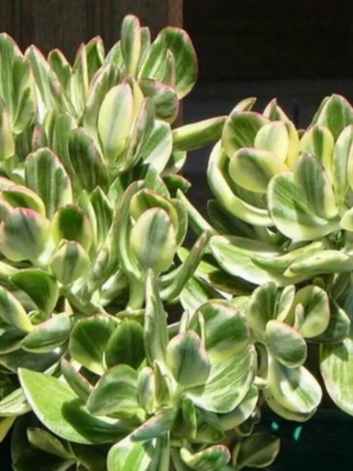 Крассула Овата Вариегата