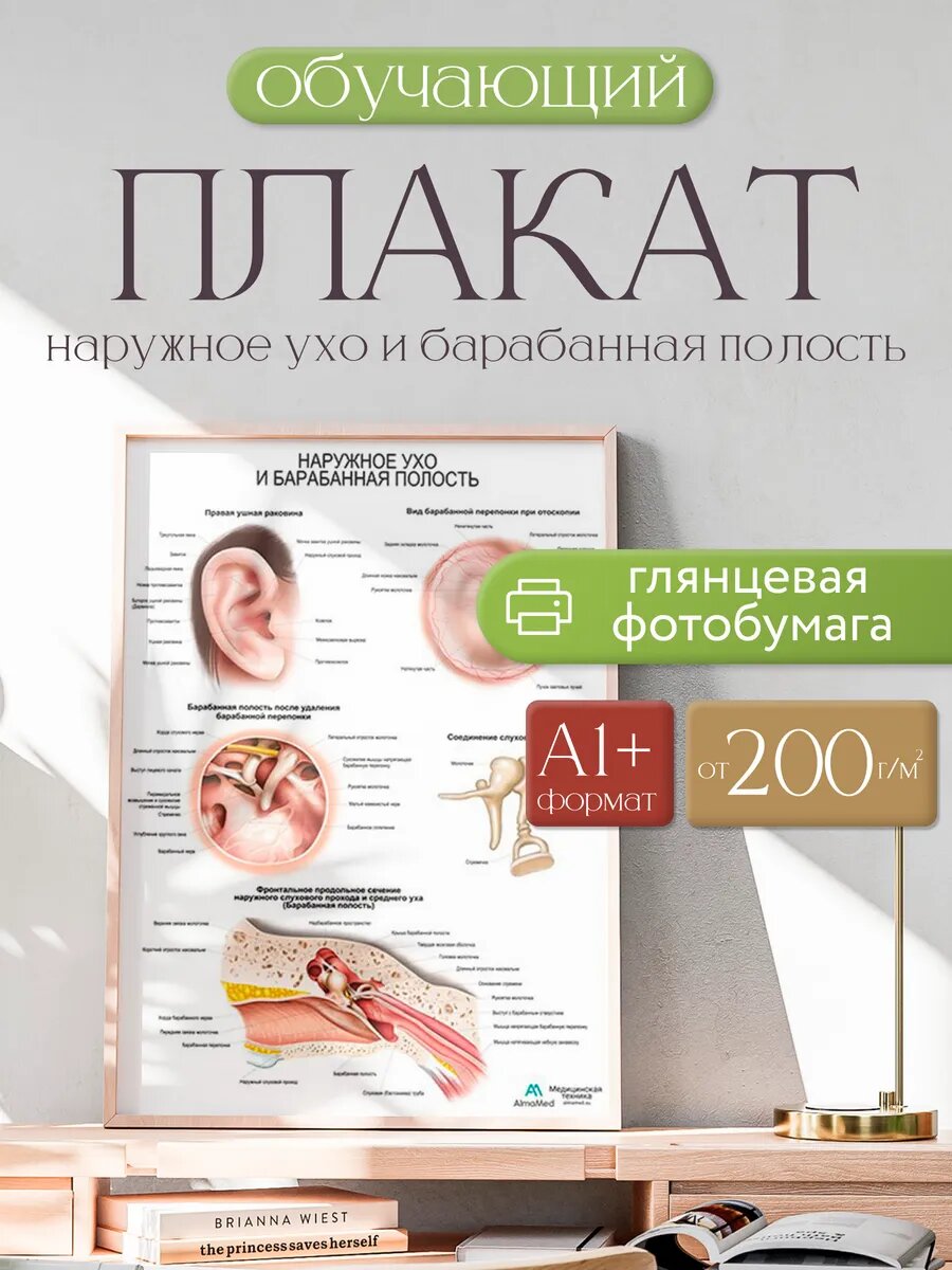 Наружное ухо и барабанная полость, плакат, глянцевая фотобумага от 200 г/кв. м, размер A1+