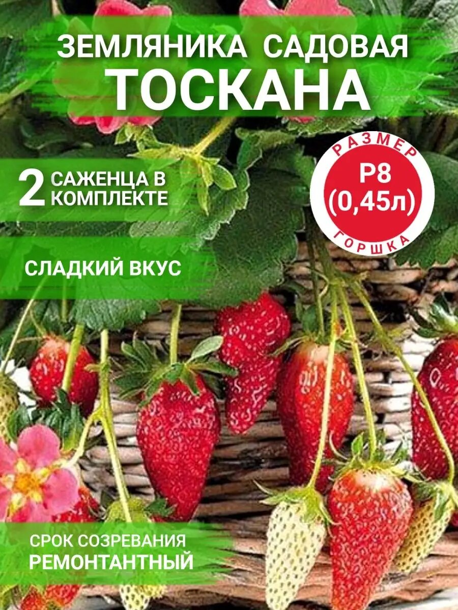 Земляника садовая Тоскана 2 шт