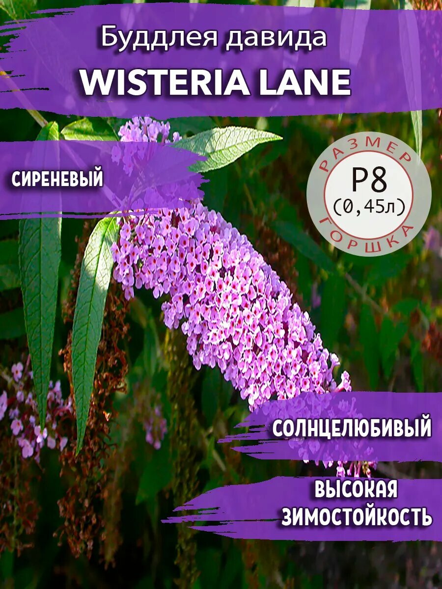 Буддлея давида Wisteria Lane