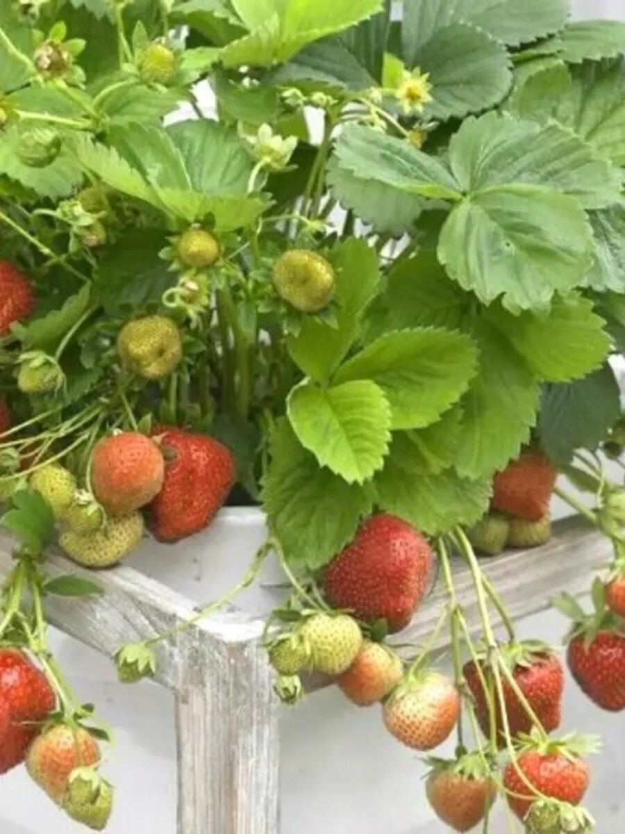 Клубника Витязь высокоурожайная морозостойкая