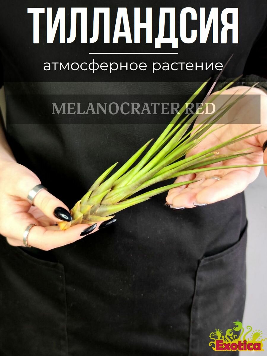 Тилландсия Меланократер Ред (Tillandsia Melanocrater Red), атмосферное растение
