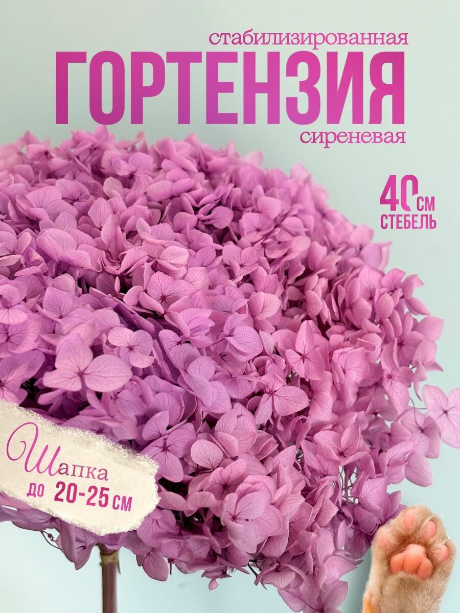 Гортензия стабилизированная сиреневая, 40 см