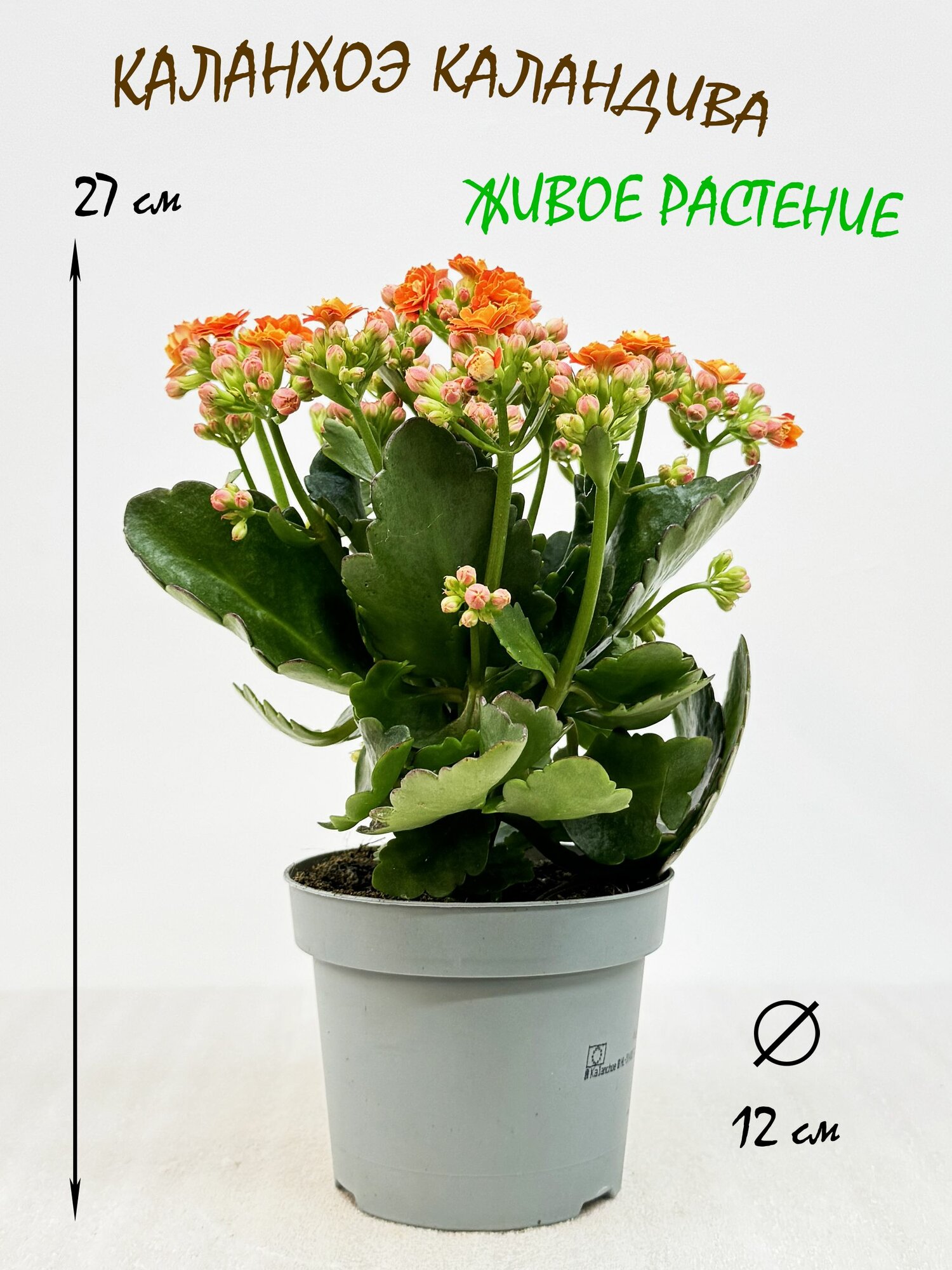 Каланхоэ Каландива оранжевое, высота 25-30см
