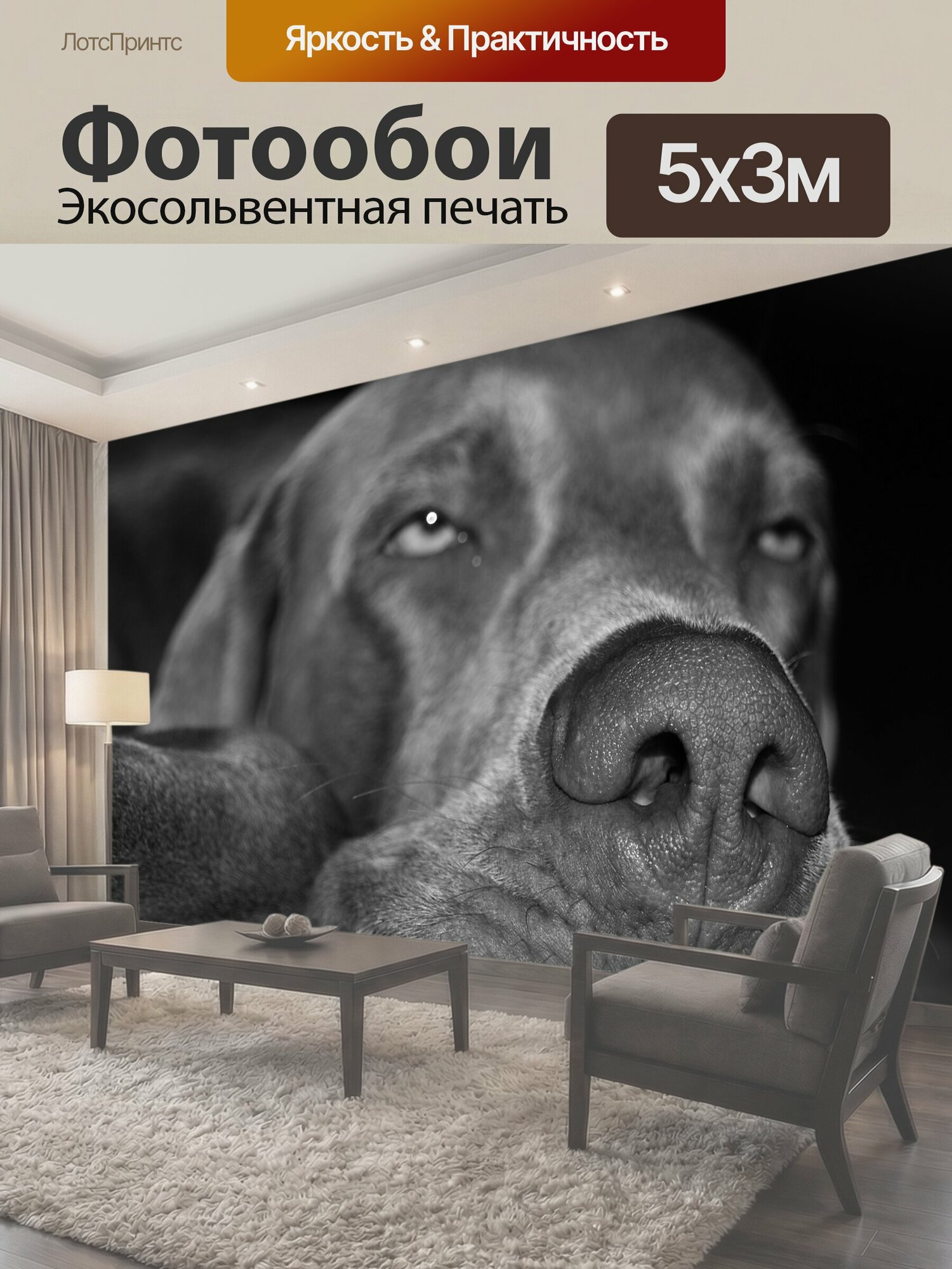 Фотообои "Собака, веймаранер, морда" 500x300 см. экосольвентная печать