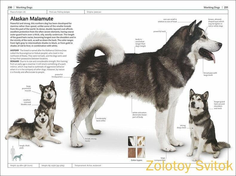 Dogs ( DK Smithsonian Handbook ) — фото 1
