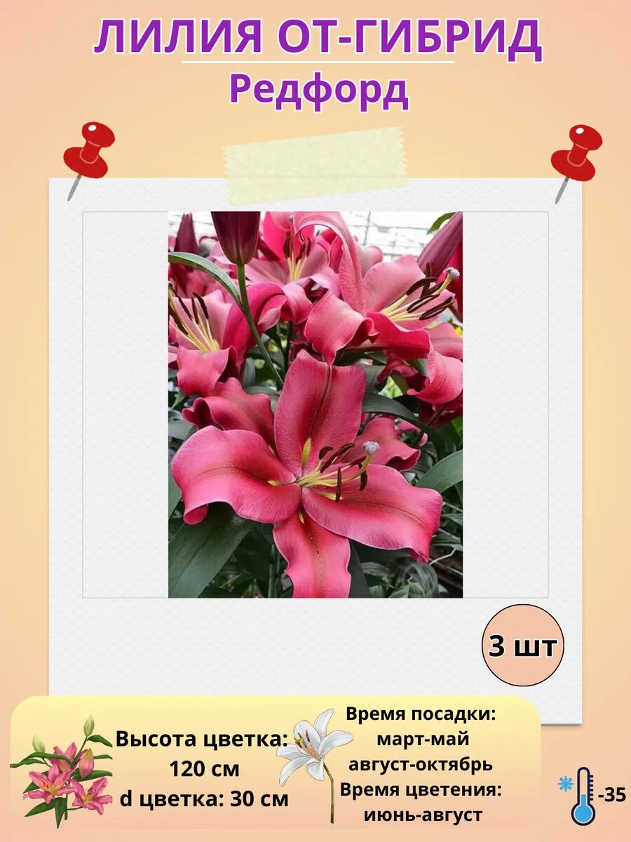 Лилия луковицы, многолетние цветы для посадки,3 штуки