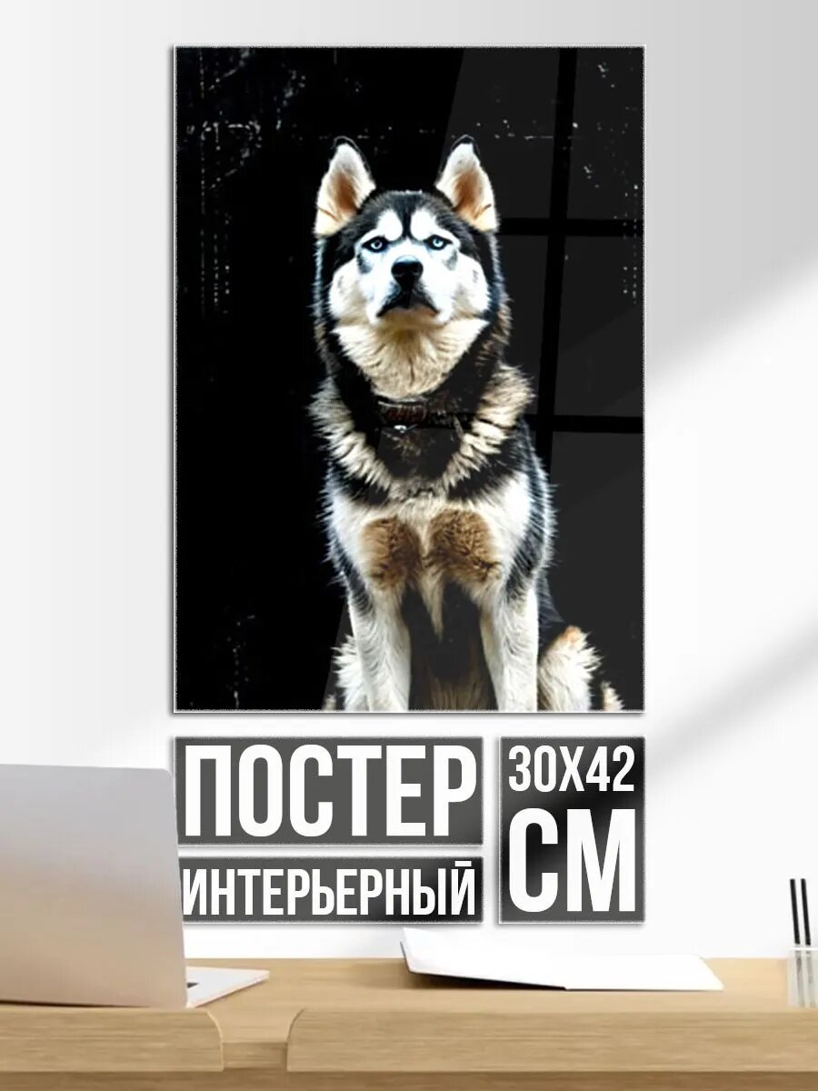 Постер на стену Сибирский Хаски на черном