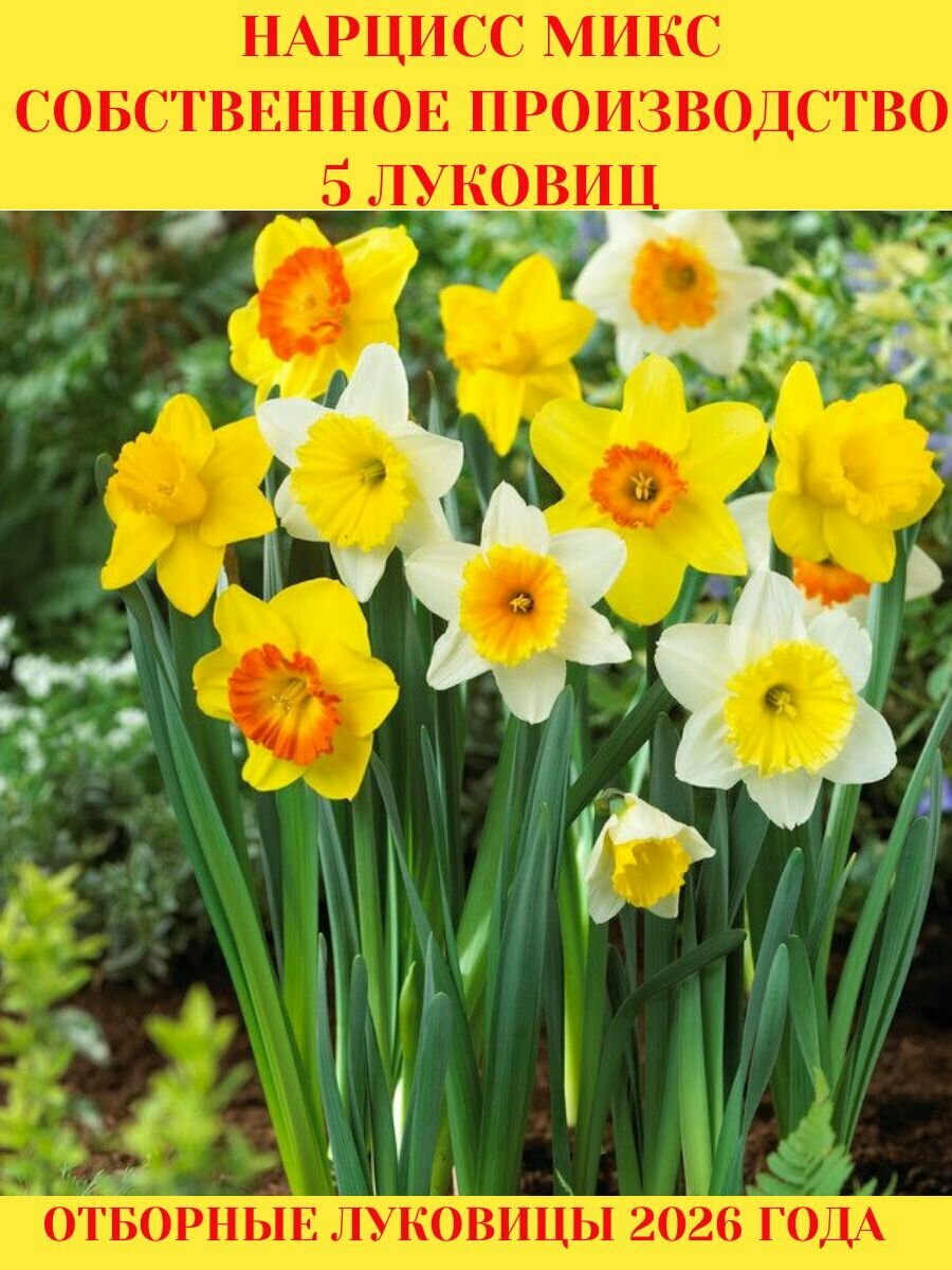 Нарцисс микс 5 луковиц