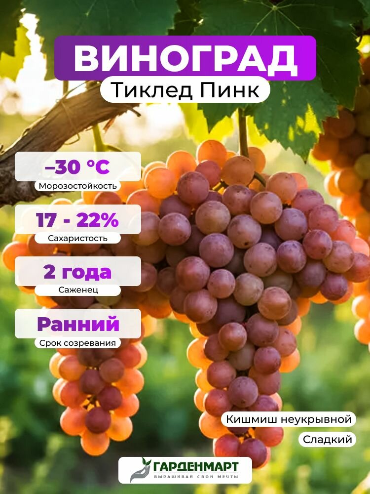 Саженец Виноград Тиклед Пинк