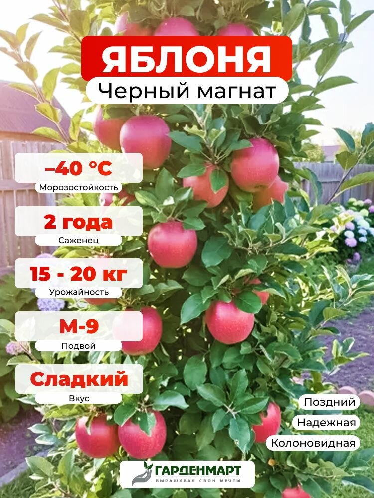 Саженец морозостойкий Яблоня колоновидная Черный магнат
